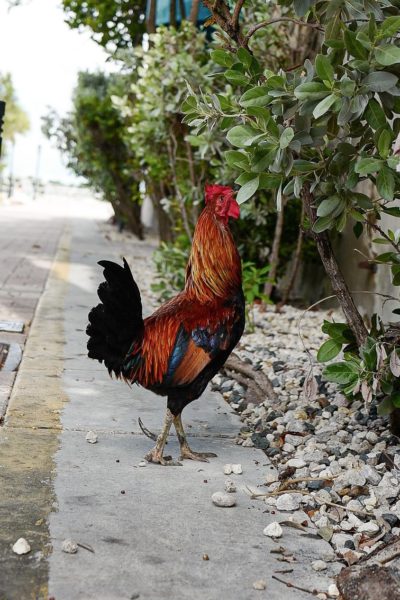 2 jours dans Key West et les Keys : bonnes adresses, que voir, que ...